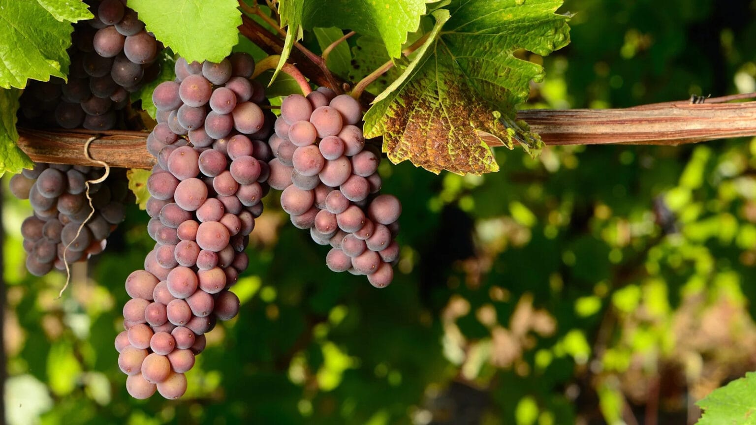 Grape Used in Champagne: (2026) 7 Different Varieties